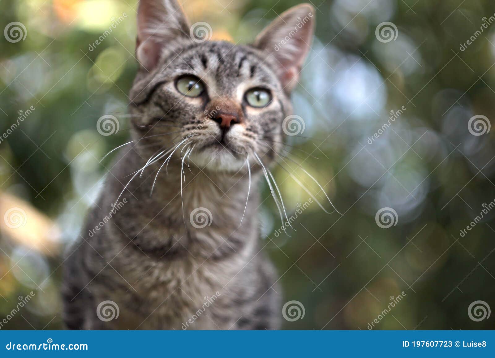 Cute Domestic Tiger Cat. Selective Focus Stock Image - Image of kitten ...