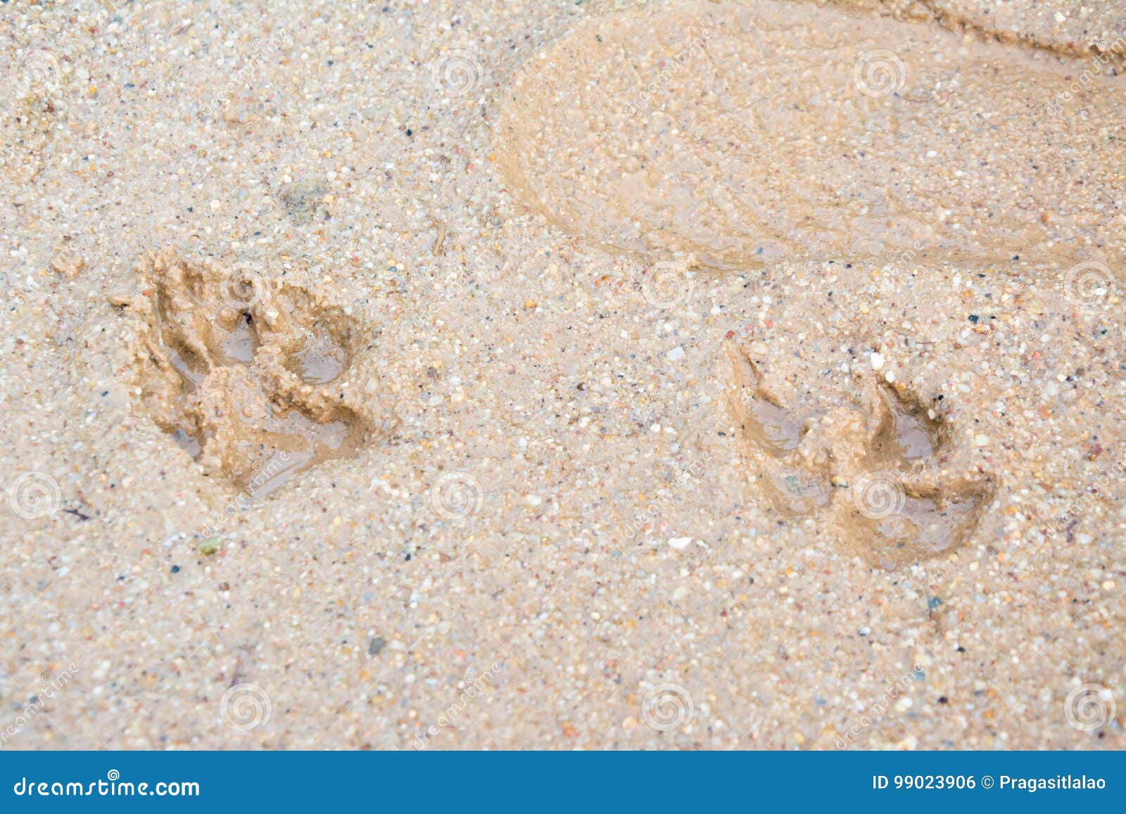 Tiger or Cat Foot Step on Mud Stock Photo - Image of bear, background ...