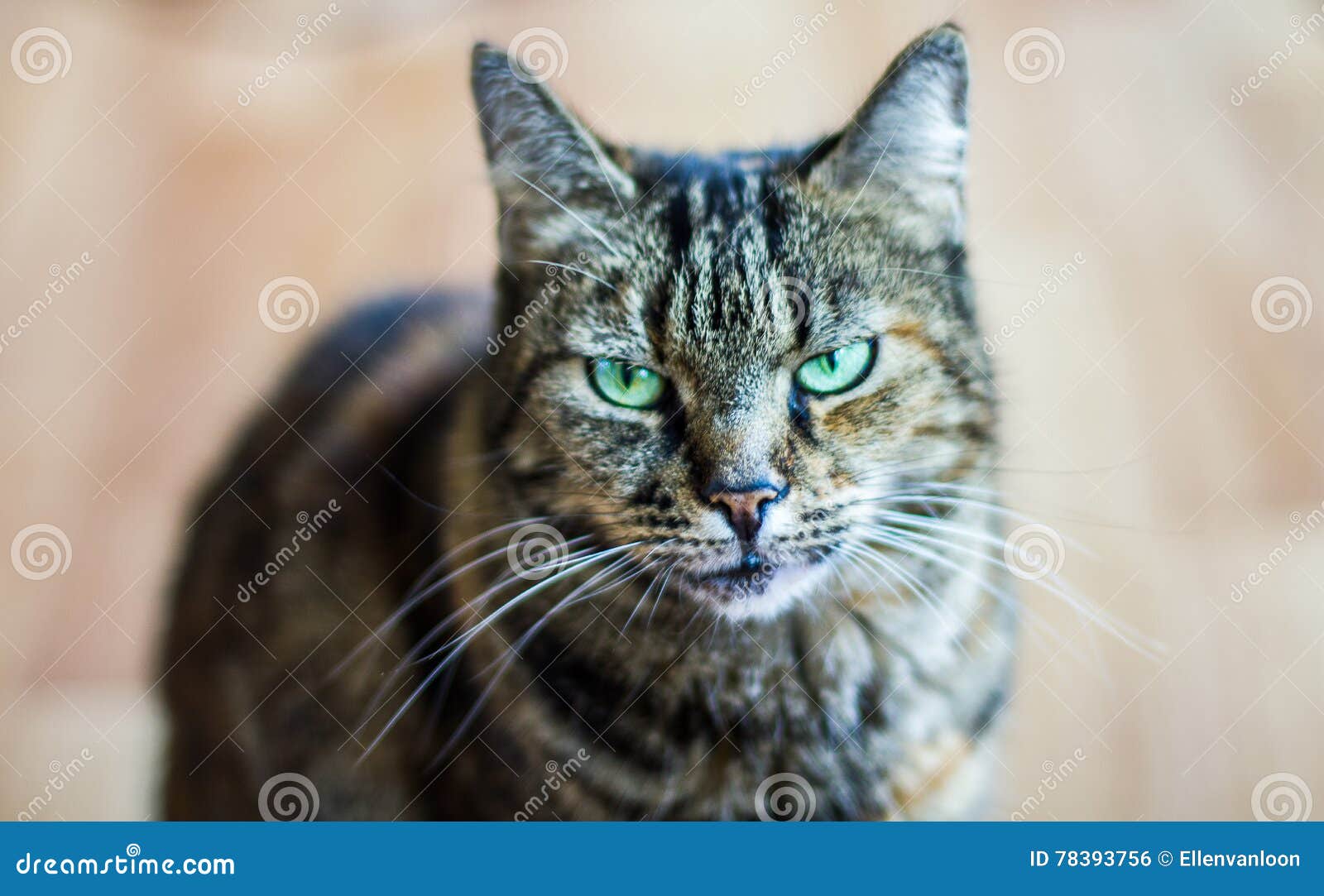 Tiger Cat with Green Eyes Looking Grumpy Stock Photo - Image of pets ...