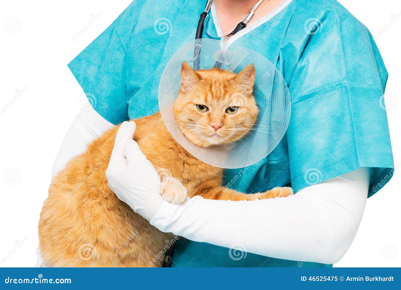Tiger cat with neck brace stock image. Image of cute - 46525475