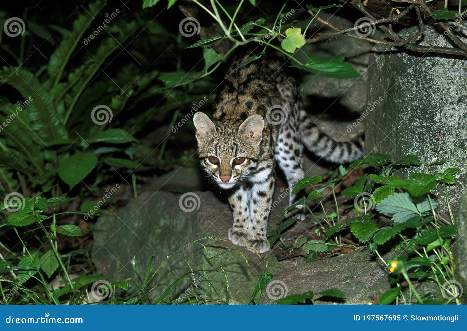 Tiger Cat or Oncilla, Leopardus Tigrinus, Adult Stock Image - Image of ...