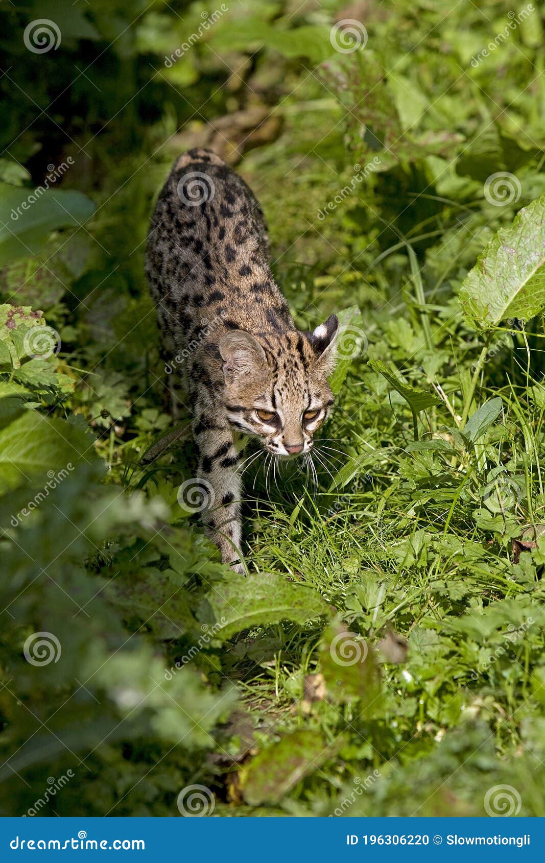 Tiger Cat or Oncilla, Leopardus Tigrinus, Adult Walking Stock Photo ...
