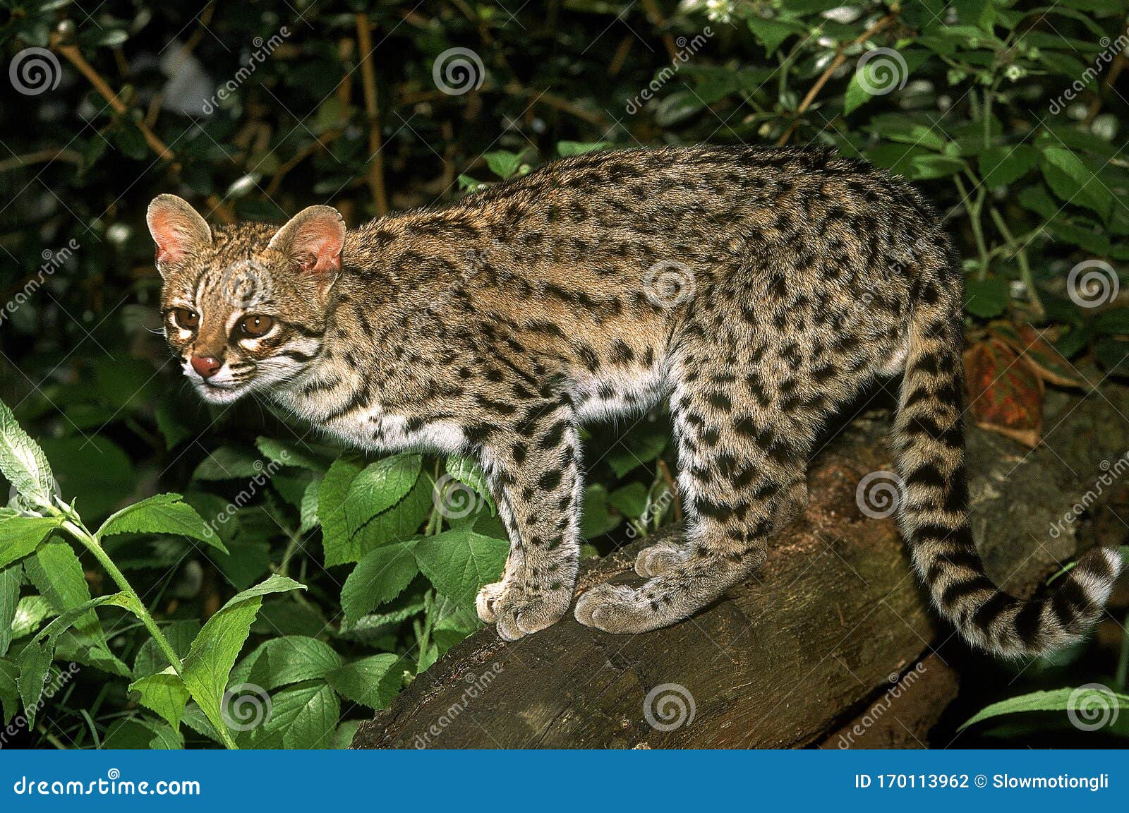 ONCILLE leopardus tigrinus stock photo. Image of leopardus - 170113962