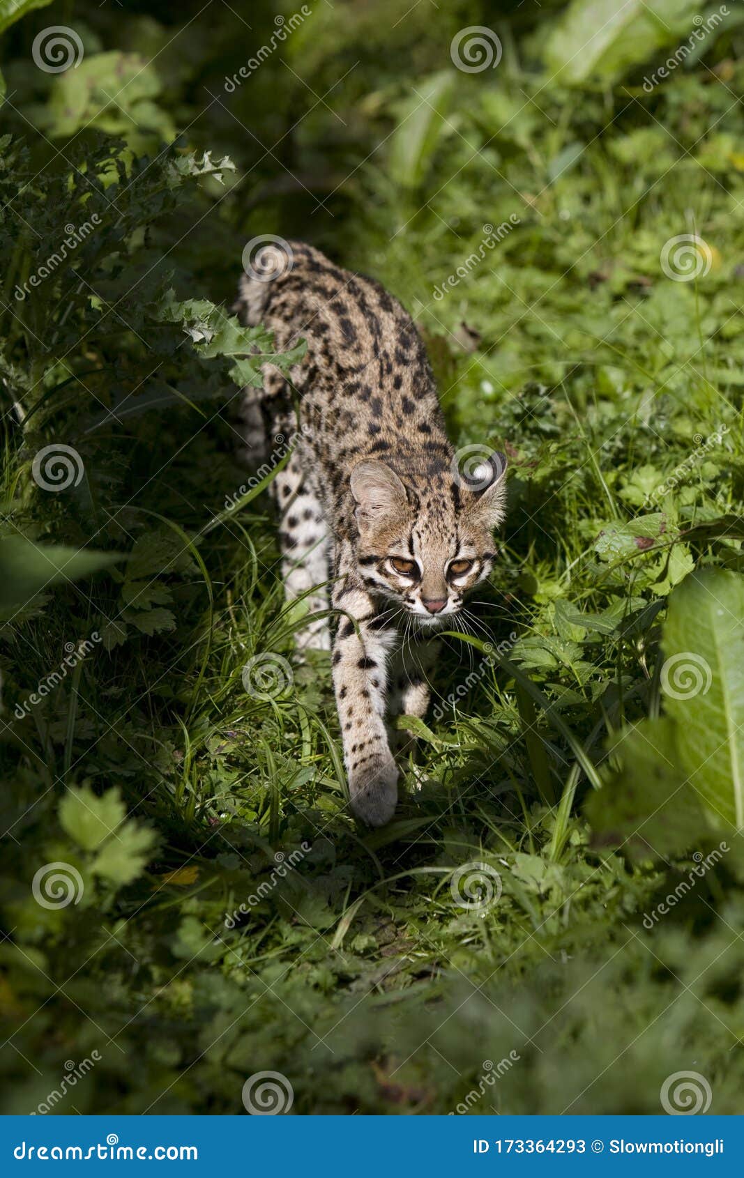 ONCILLE leopardus tigrinus stock image. Image of length - 173364293