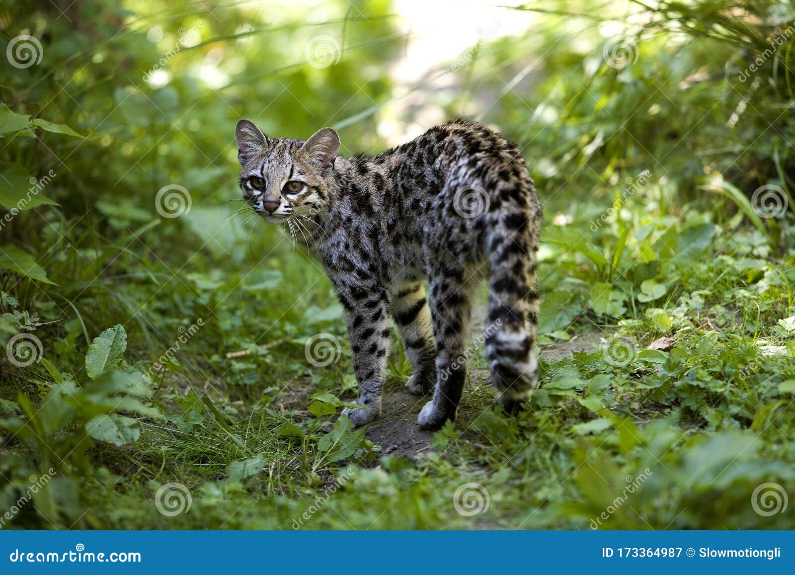 ONCILLE leopardus tigrinus stock image. Image of wildlife - 173364987