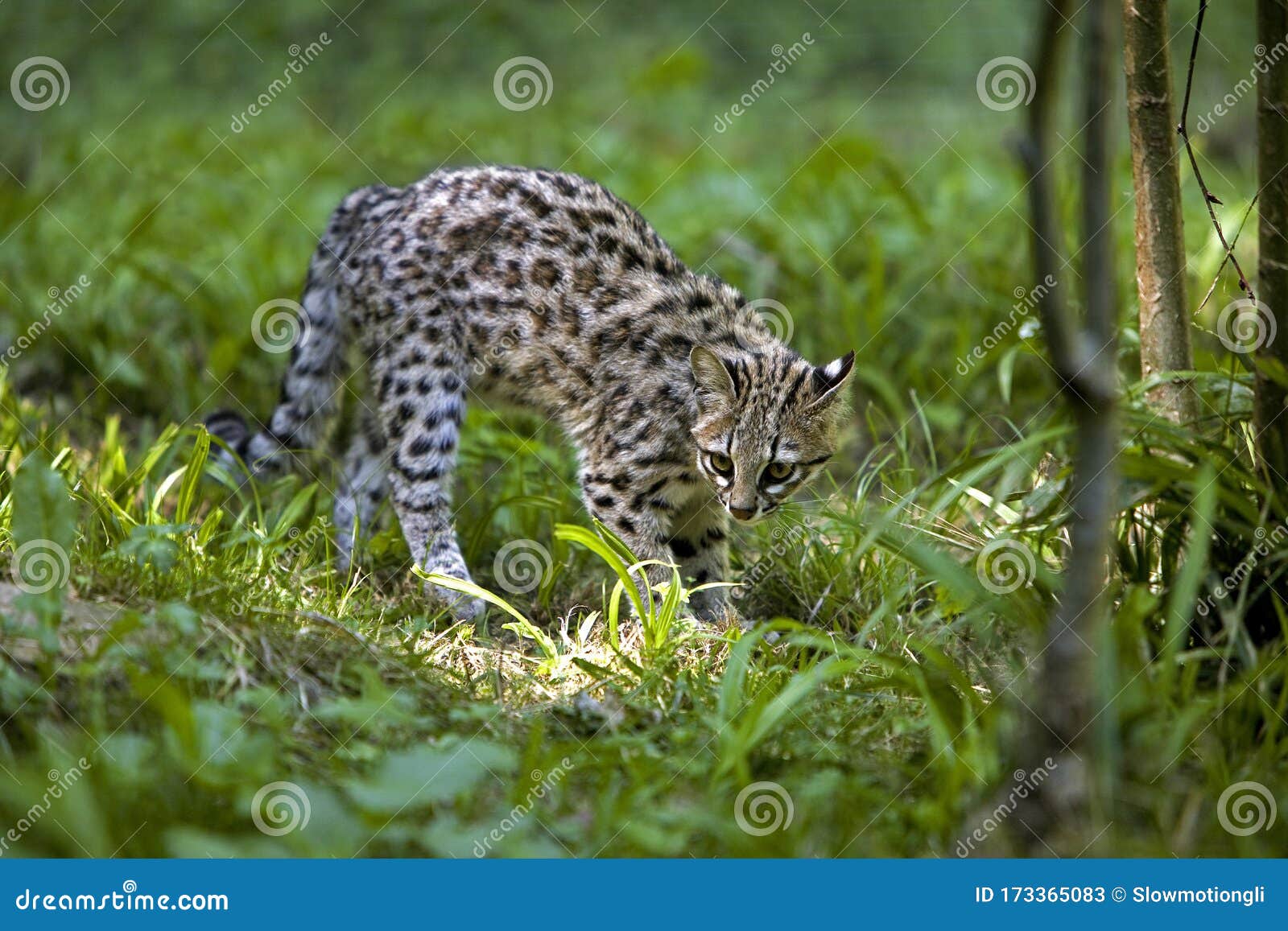 ONCILLE leopardus tigrinus stock image. Image of length - 173365083