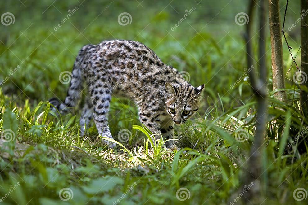 ONCILLE leopardus tigrinus stock image. Image of length - 173365083
