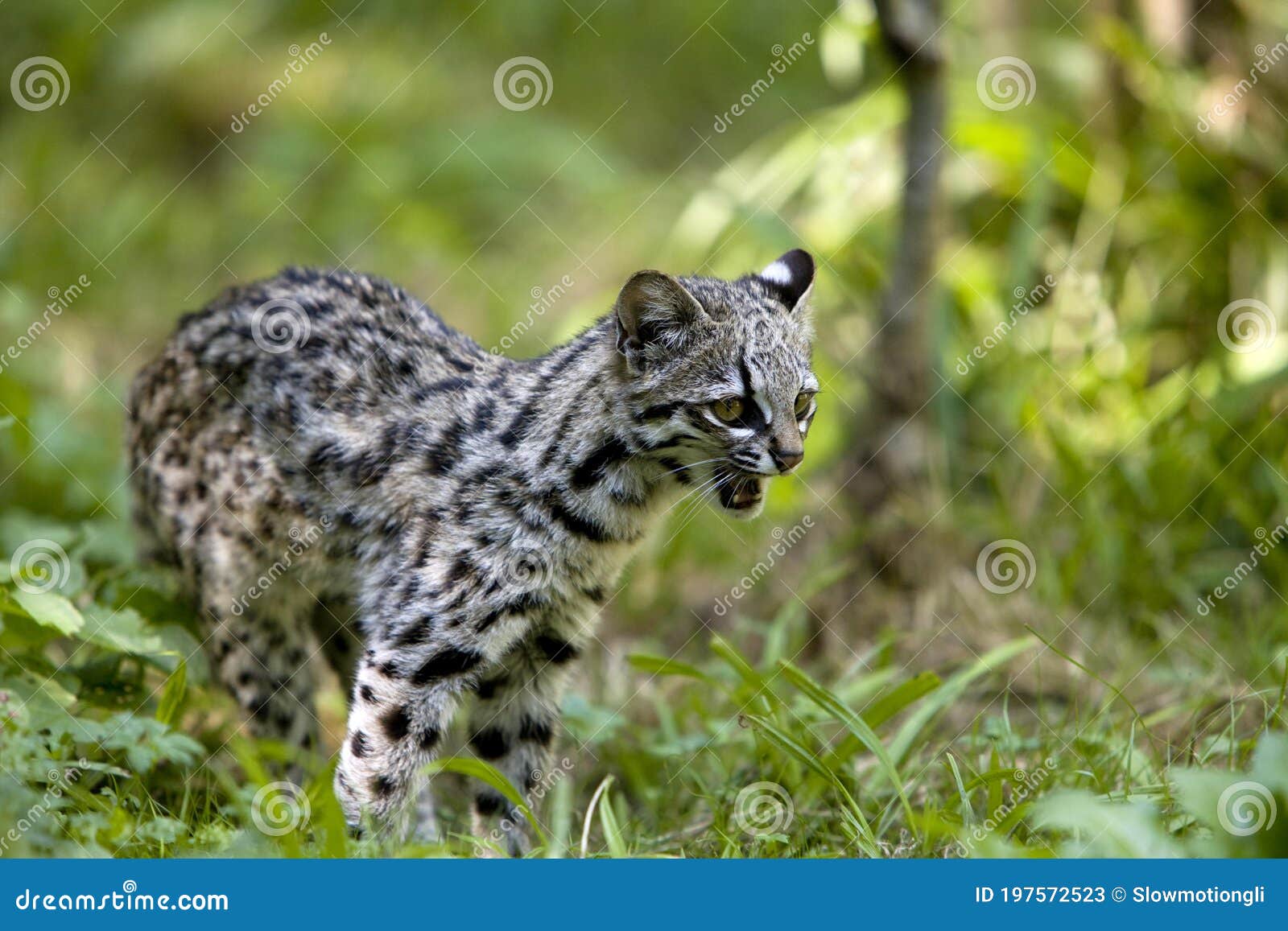 Tiger Cat Or Oncilla, Leopardus Tigrinus, Adult Standing In Long Grass ...