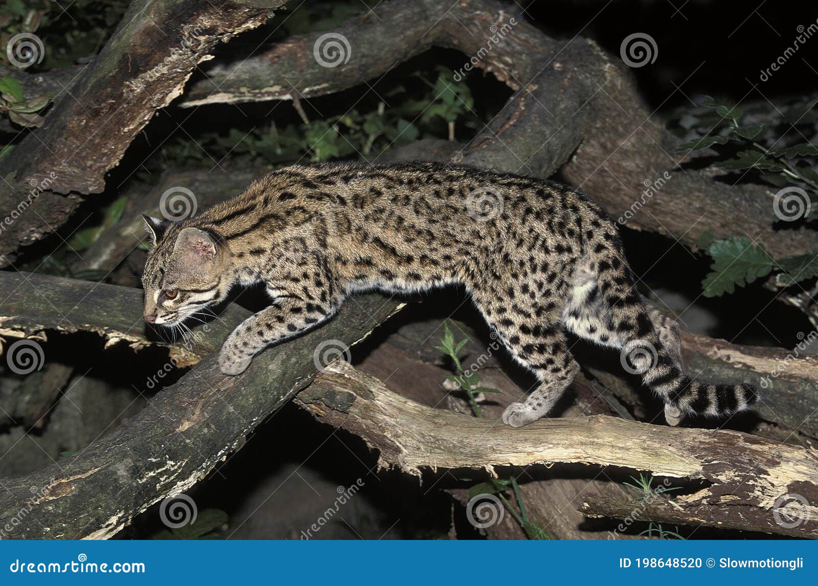 Tiger Cat or Oncilla, Leopardus Tigrinus Stock Photo - Image of profile ...
