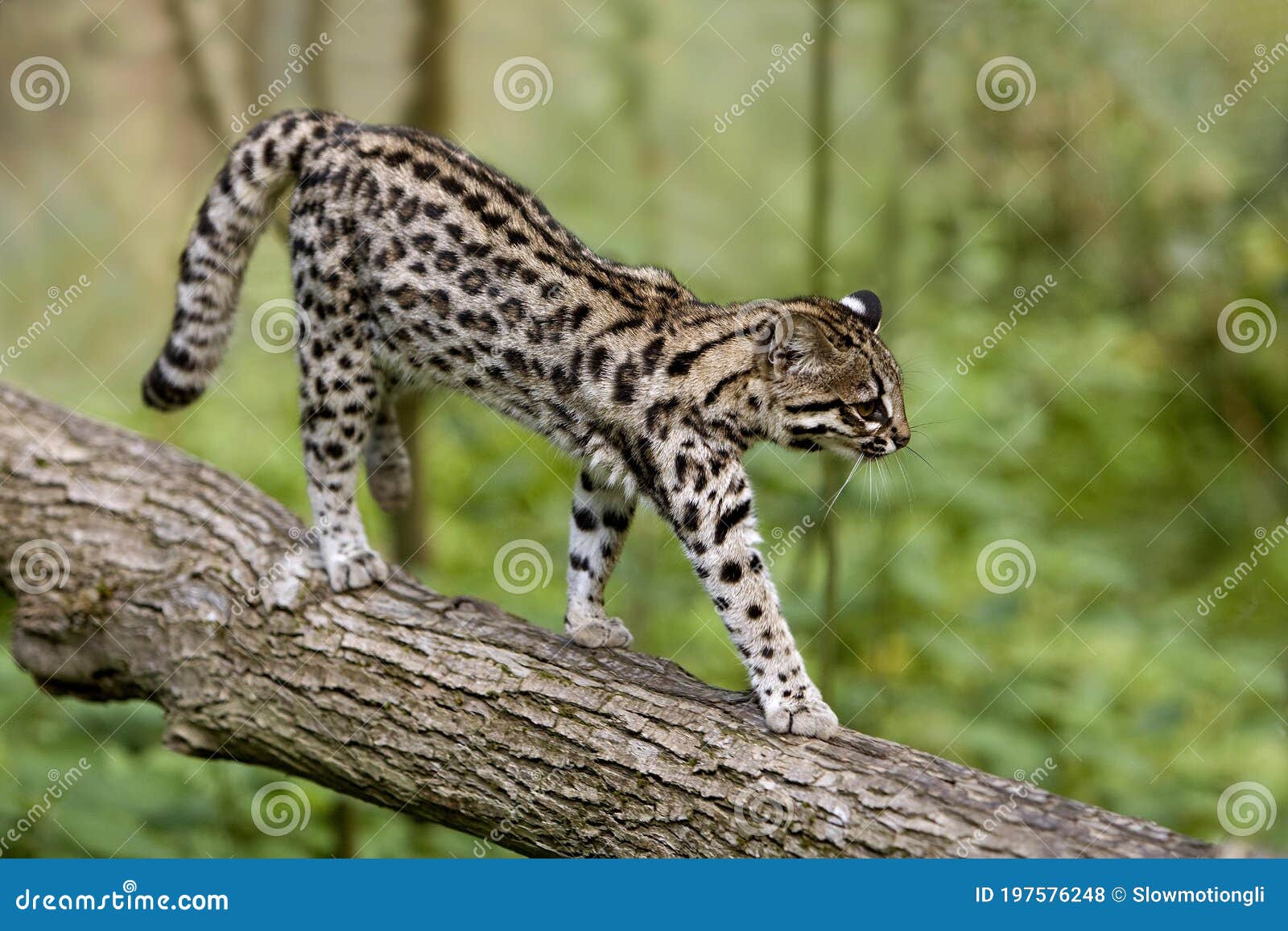 Tiger Cat Or Oncilla, Leopardus Tigrinus, Adult Standing In Long Grass ...