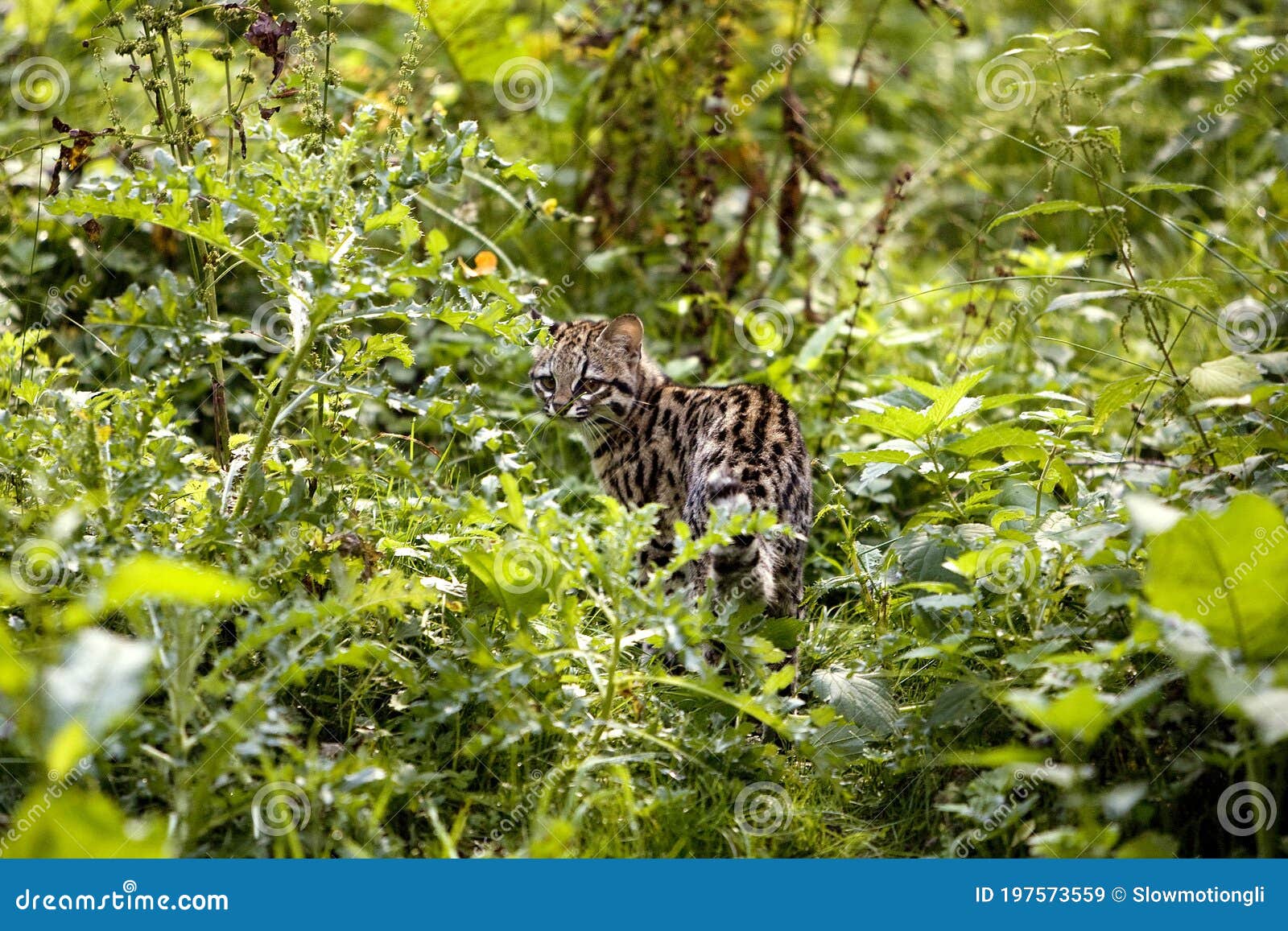 Tiger Cat or Oncille, Leopardus Tigrinus Stock Image - Image of feline ...