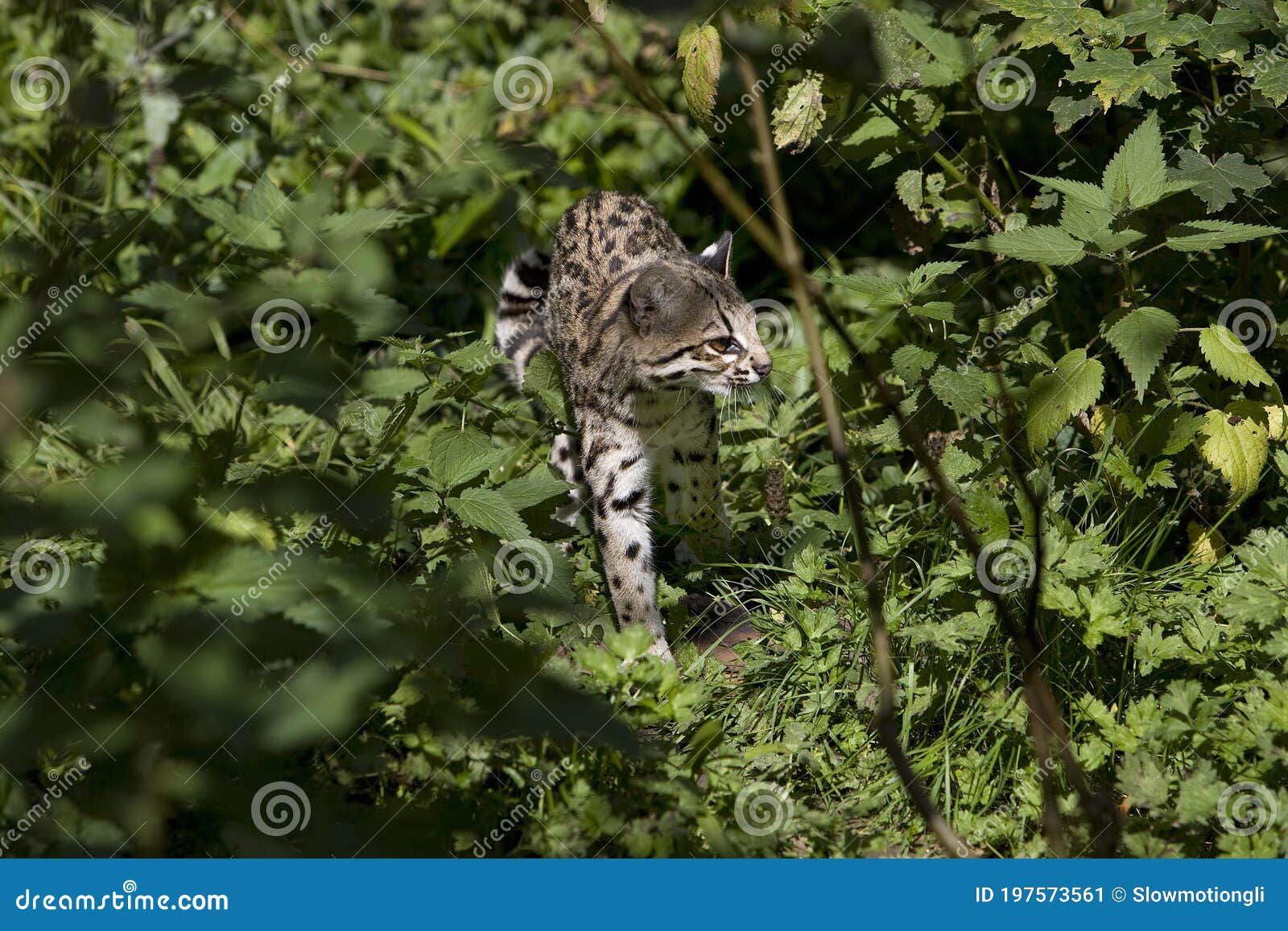 Tiger Cat or Oncille, Leopardus Tigrinus Stock Image - Image of feline ...