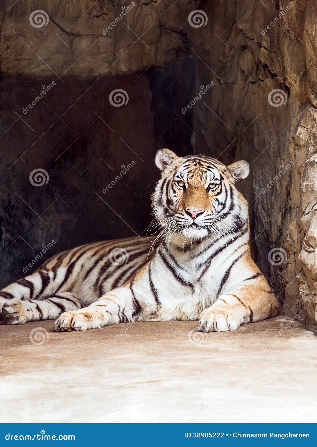 Tiger in cave stock photo. Image of wild, cave, single - 38905222