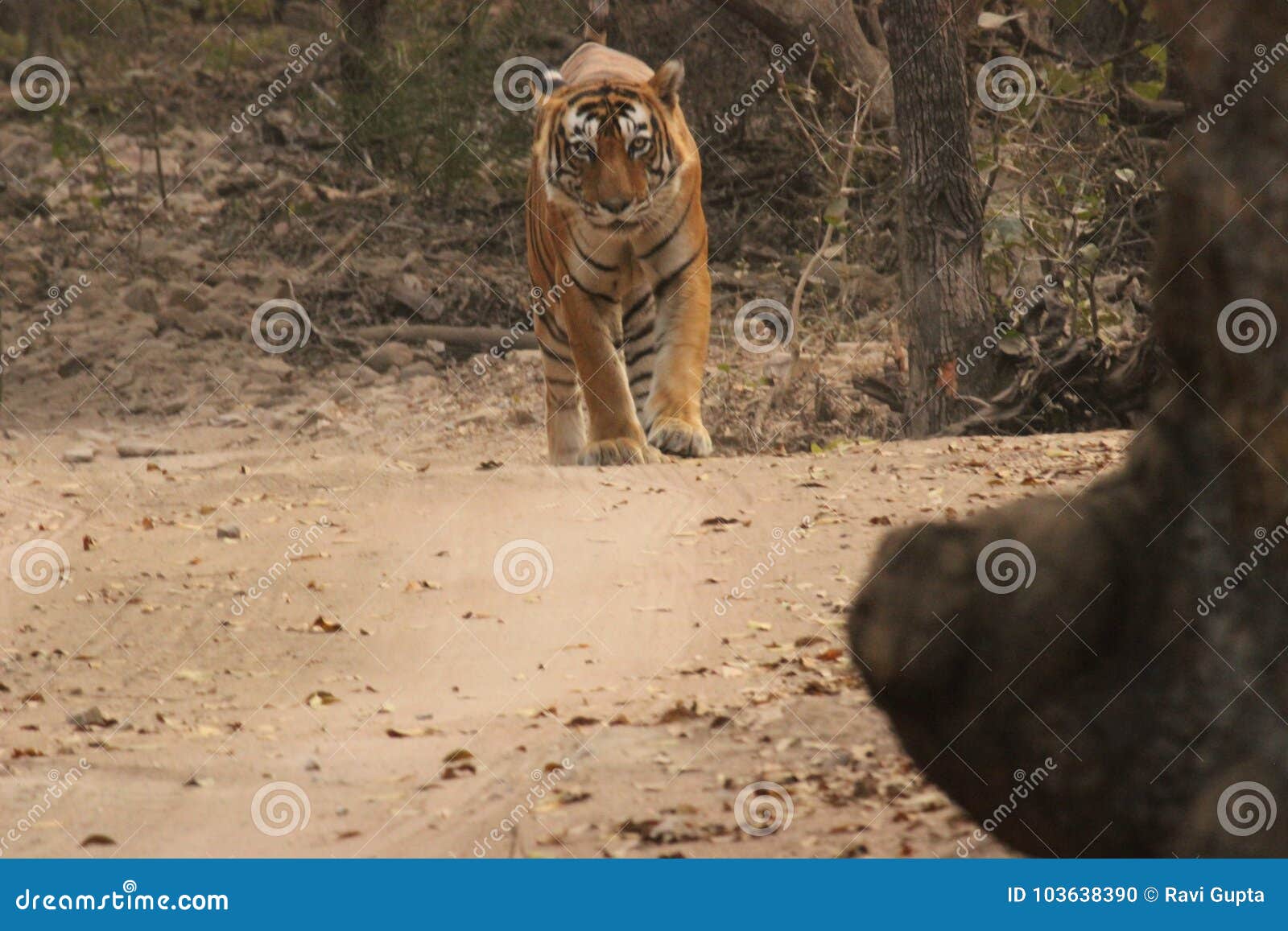 Tiger Charges Stock Photos - Free & Royalty-Free Stock Photos from ...