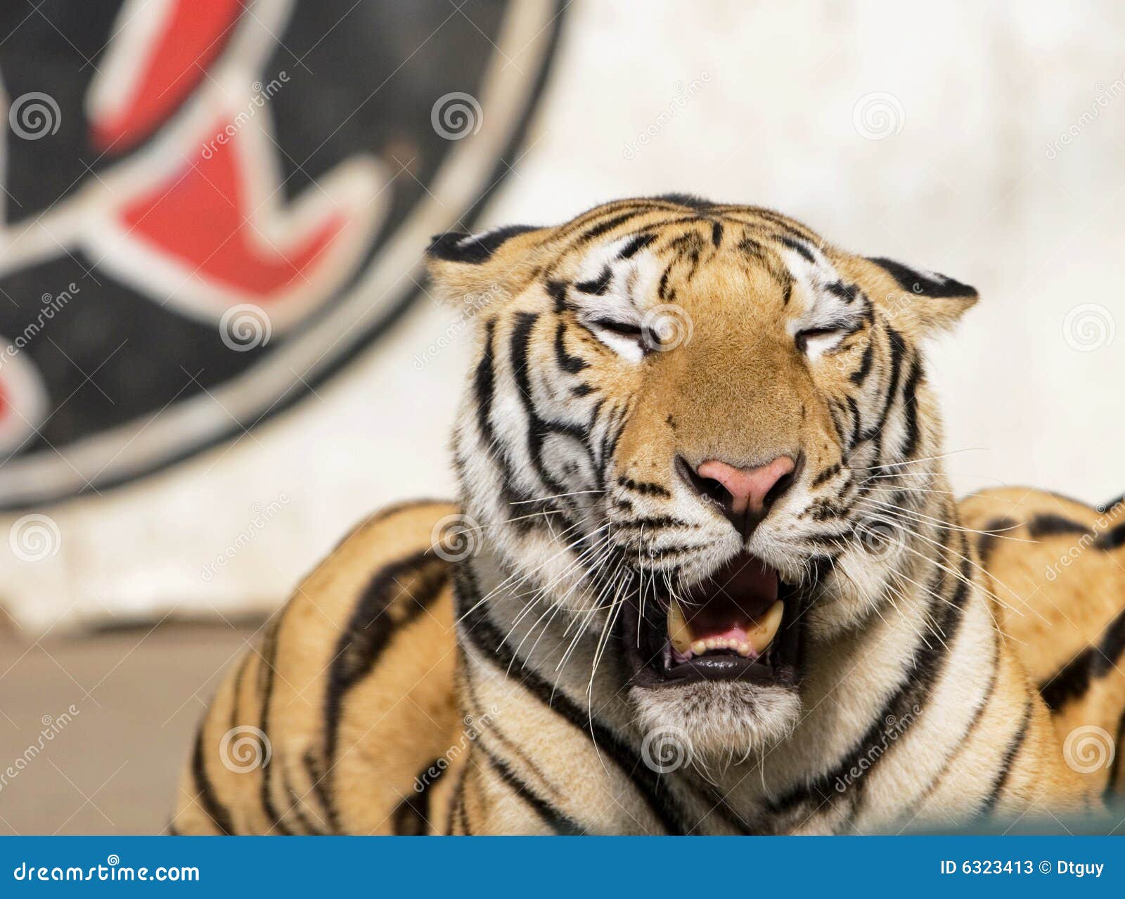 Tiger of circus stock image. Image of catamount, tractable - 6323413