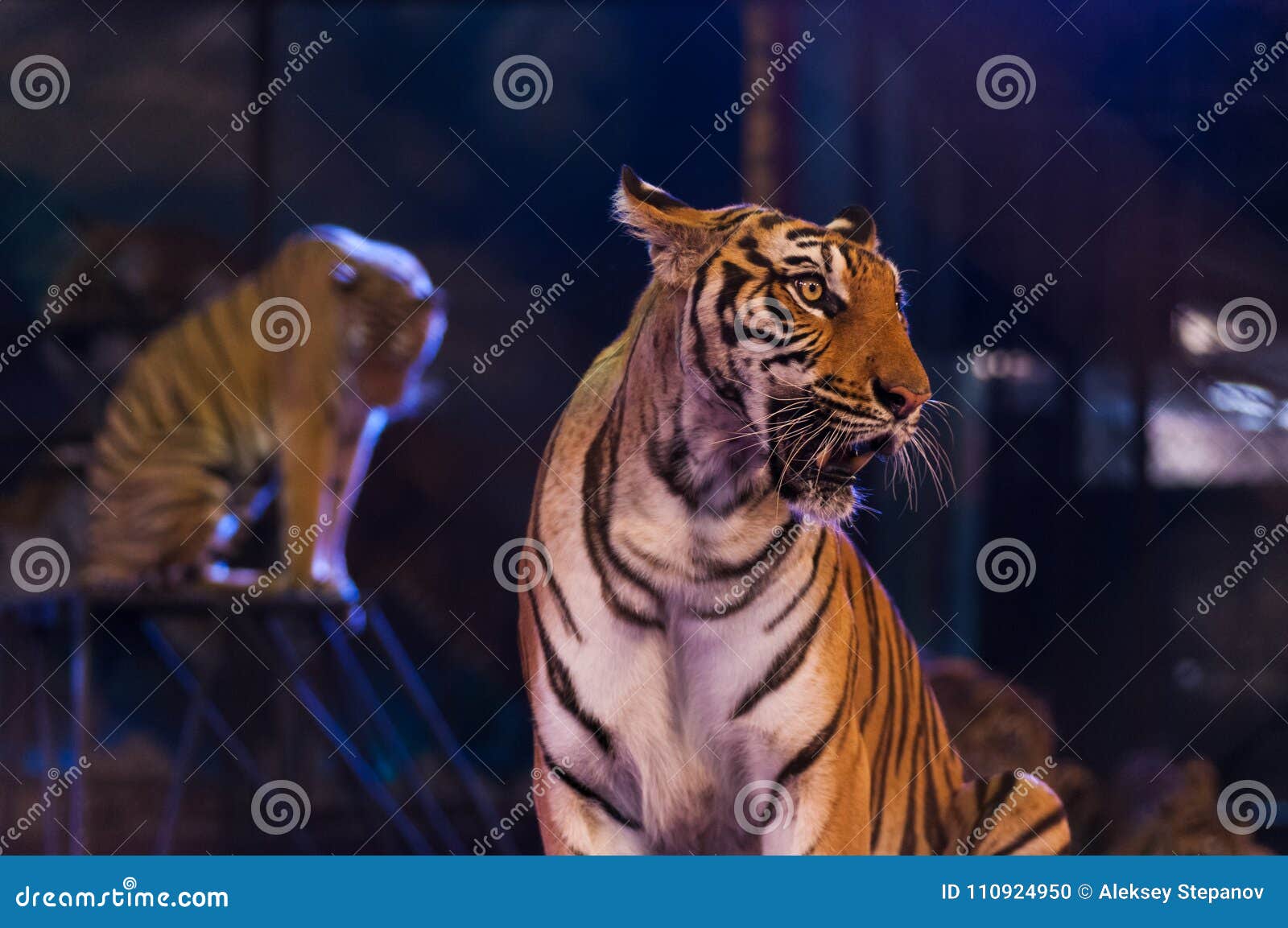 Tiger at the circus arena stock photo. Image of curtains - 110924950