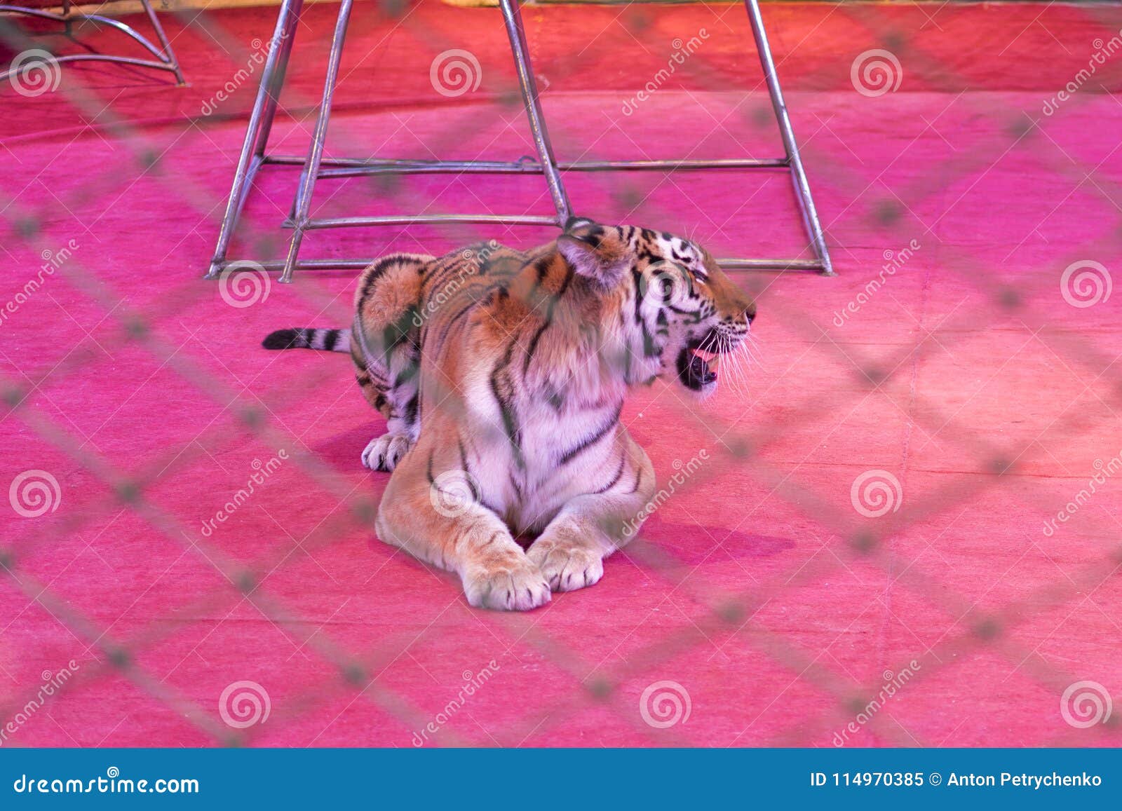 Tiger in the Circus, Behind the Grid Stock Image - Image of lion, grin ...