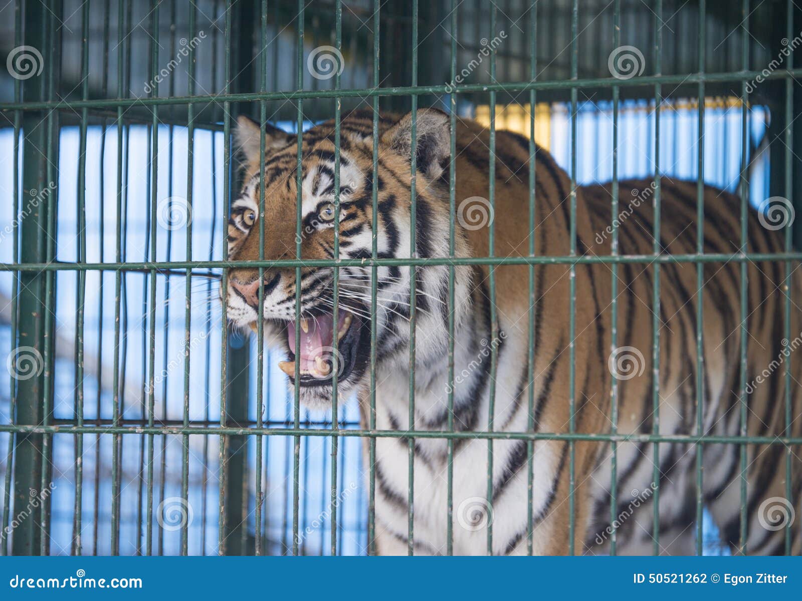 Tiger in a circus stock photo. Image of animalabuse, animal - 50521262