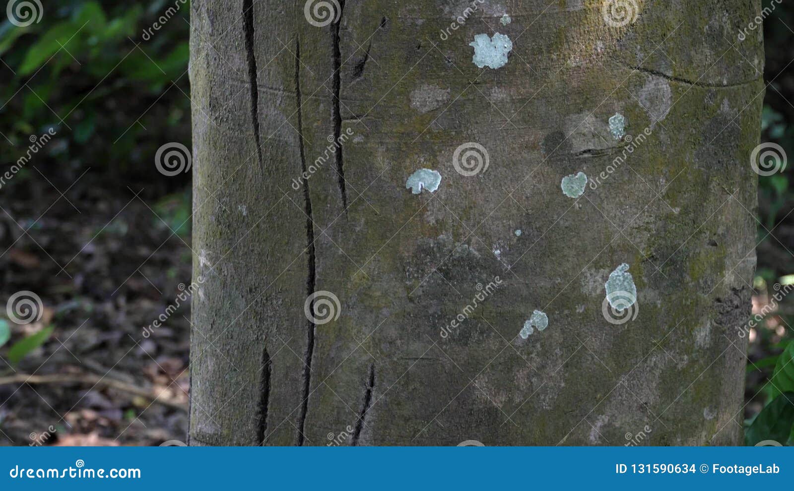 Tiger Claw Scratch Marks on Tree Trunk Stock Footage - Video of flora ...