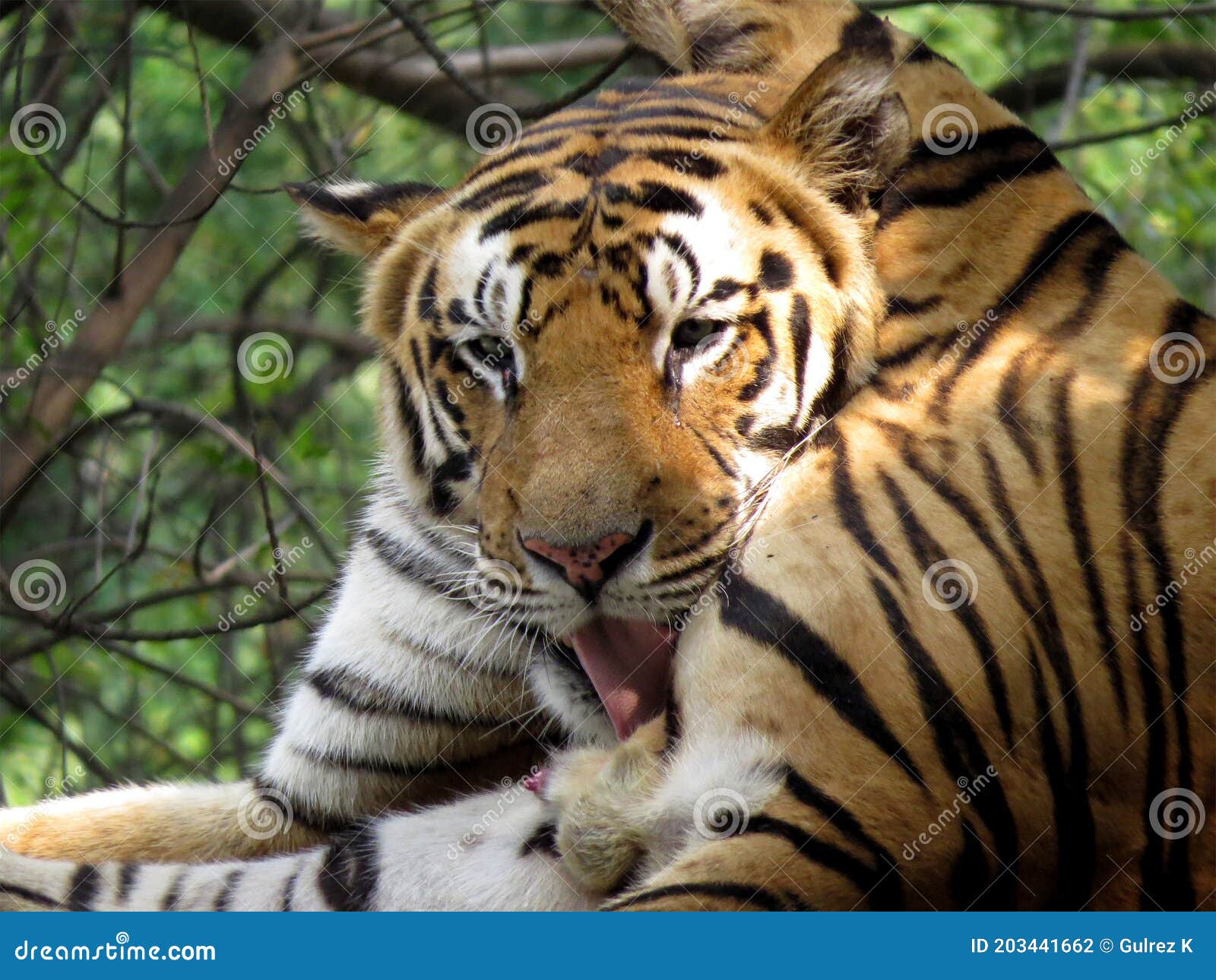 Tiger Cleaning Itself. stock photo. Image of indian - 203441662