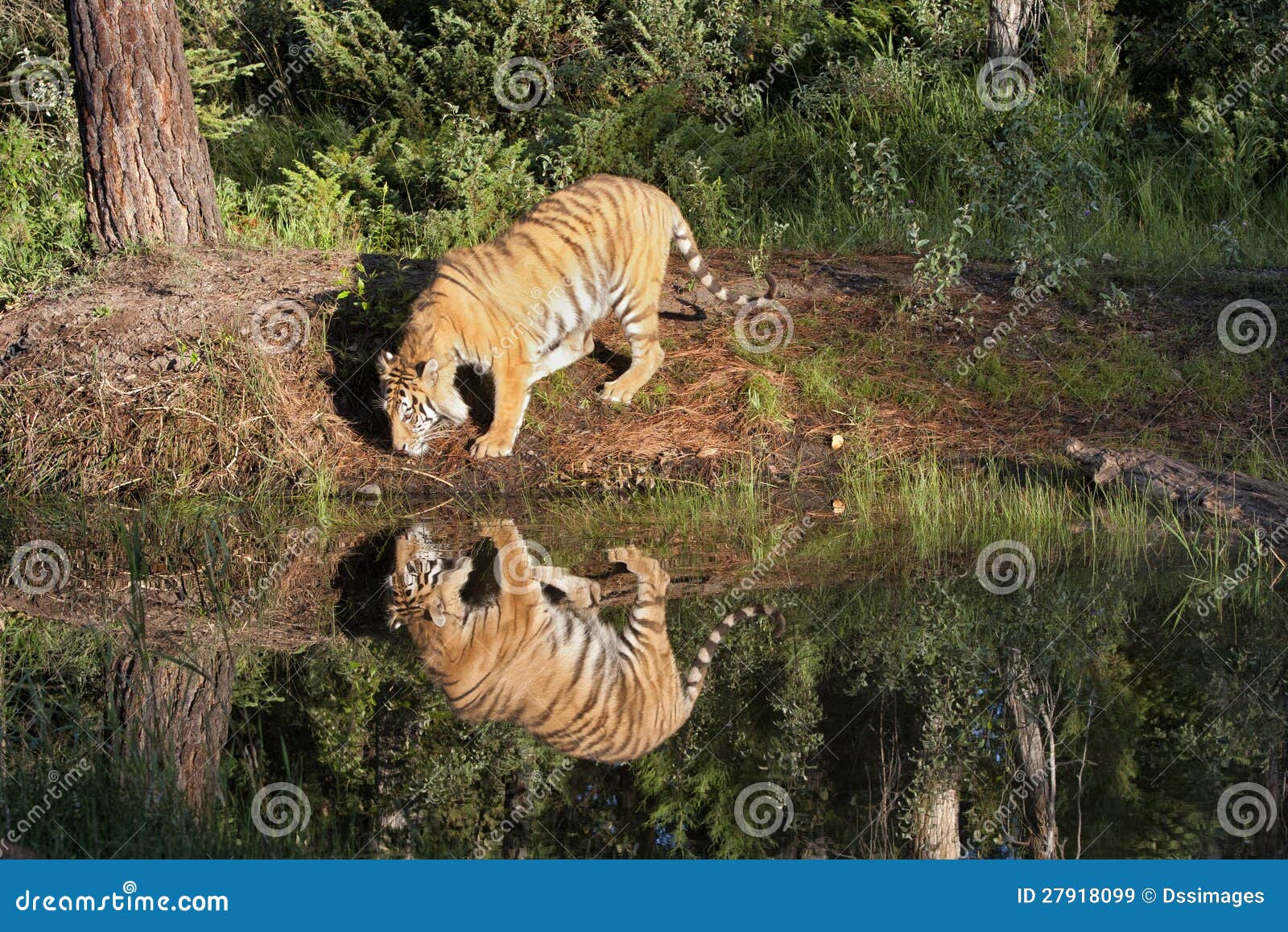 Tiger with Clear Reflection in River Stock Image - Image of close ...