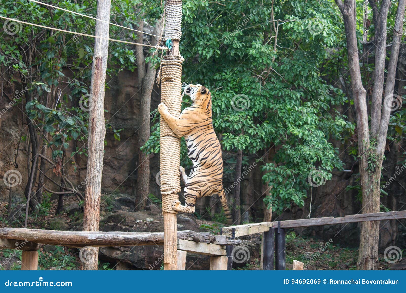 Tiger Climb the Pole To Eat Bait Stock Image - Image of hunter, danger ...