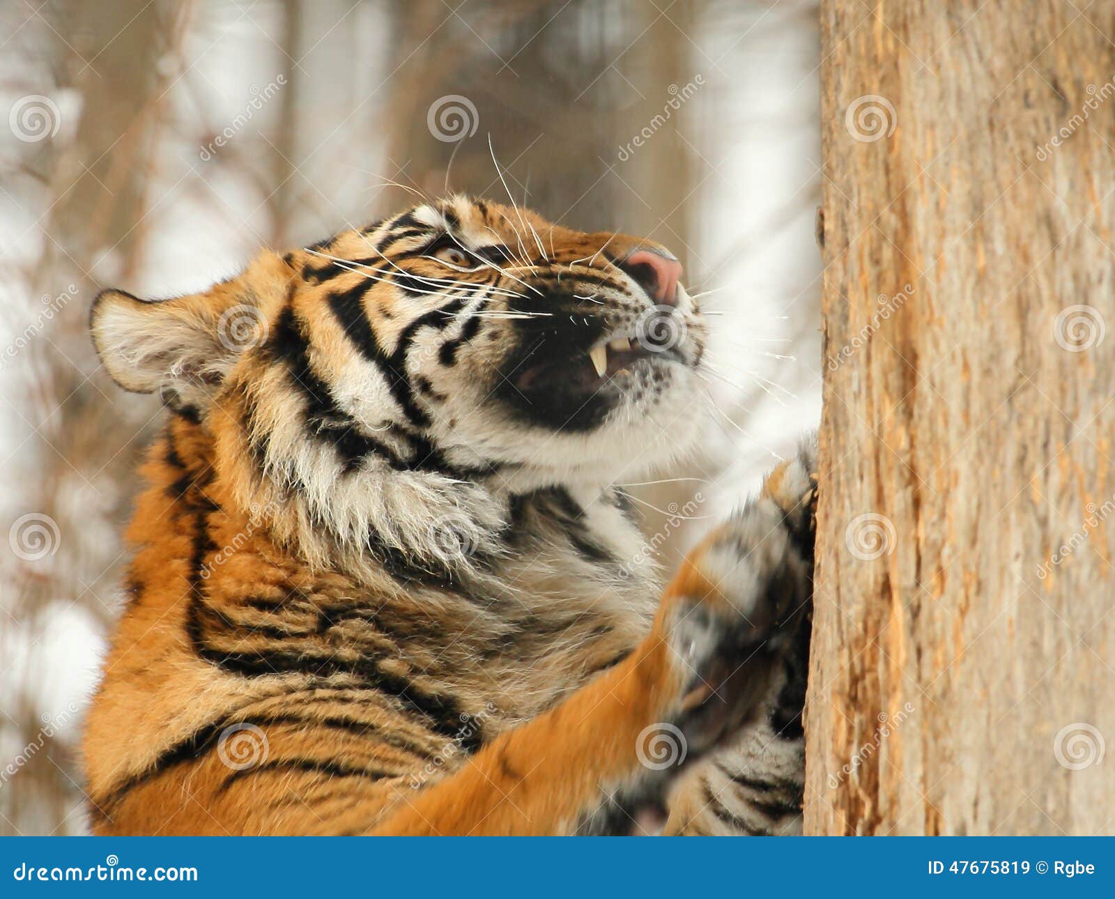 Tiger stock image. Image of wildlife, nature, climbing - 47675819