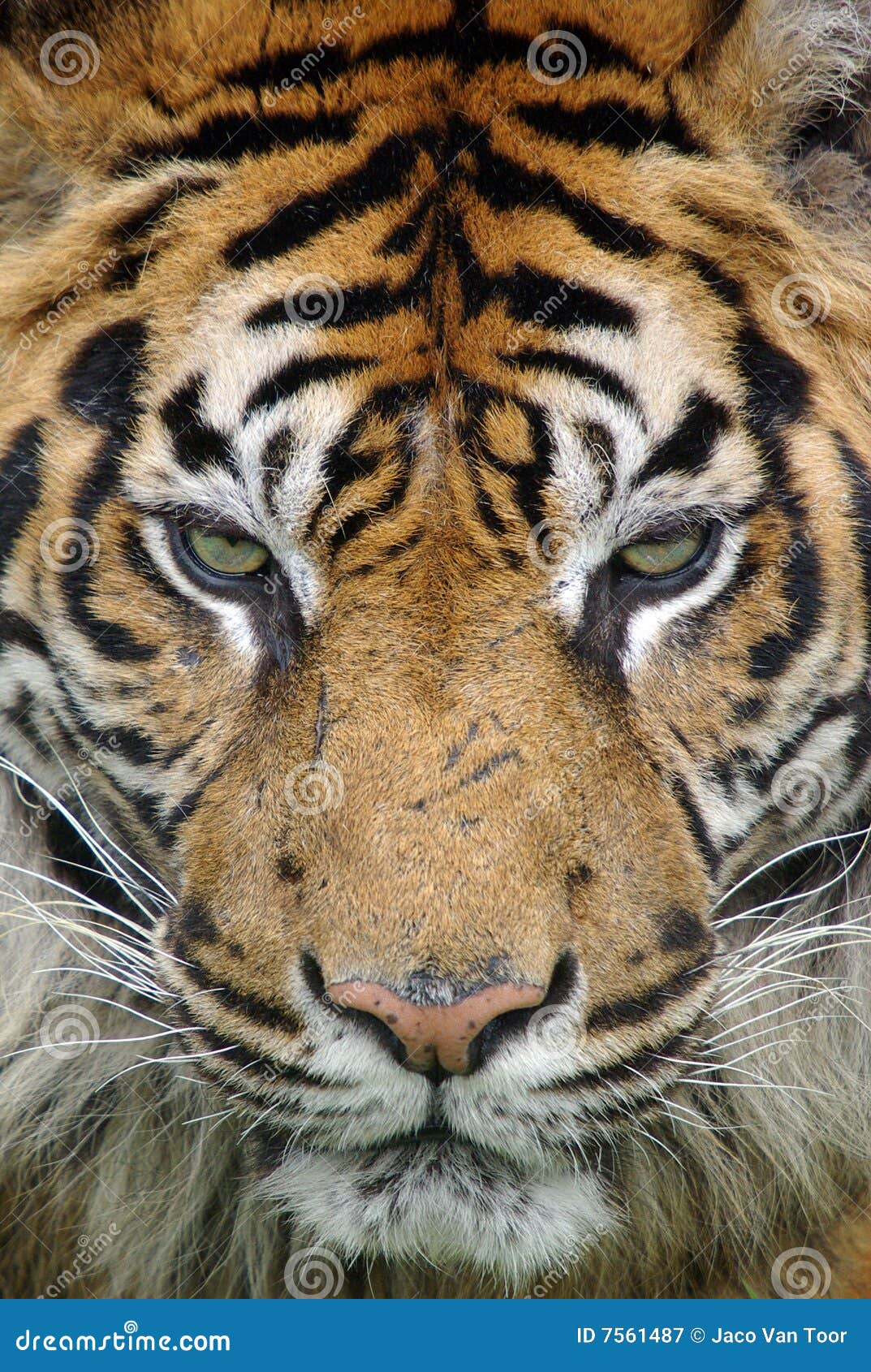 Tiger at close stock image. Image of close, look, eyes - 7561487