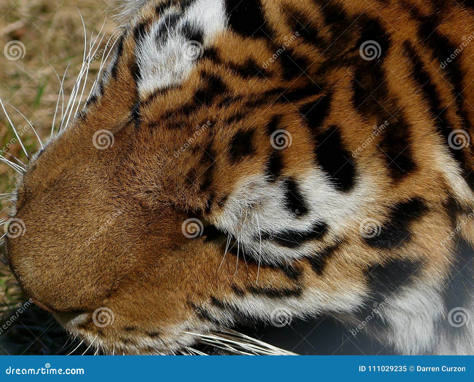 Tiger Close in on Head Whilst Eating Stock Image - Image of jungle ...