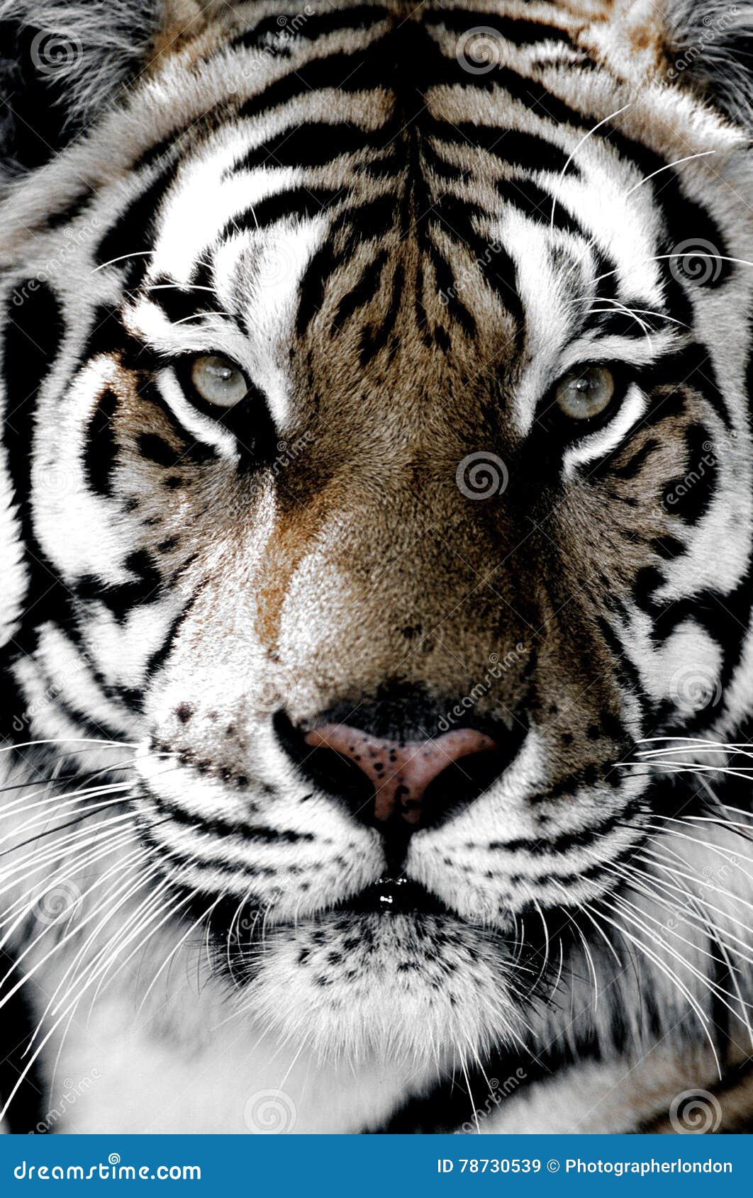 Tiger close-up of face stock image. Image of head, courage - 78730539