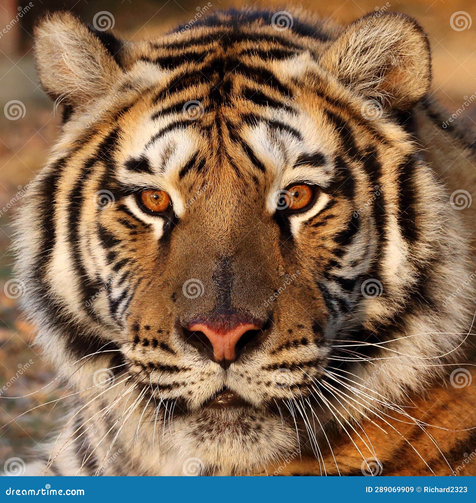 Tiger Close-up of Face, in Natural Habitat Stock Image - Image of ...