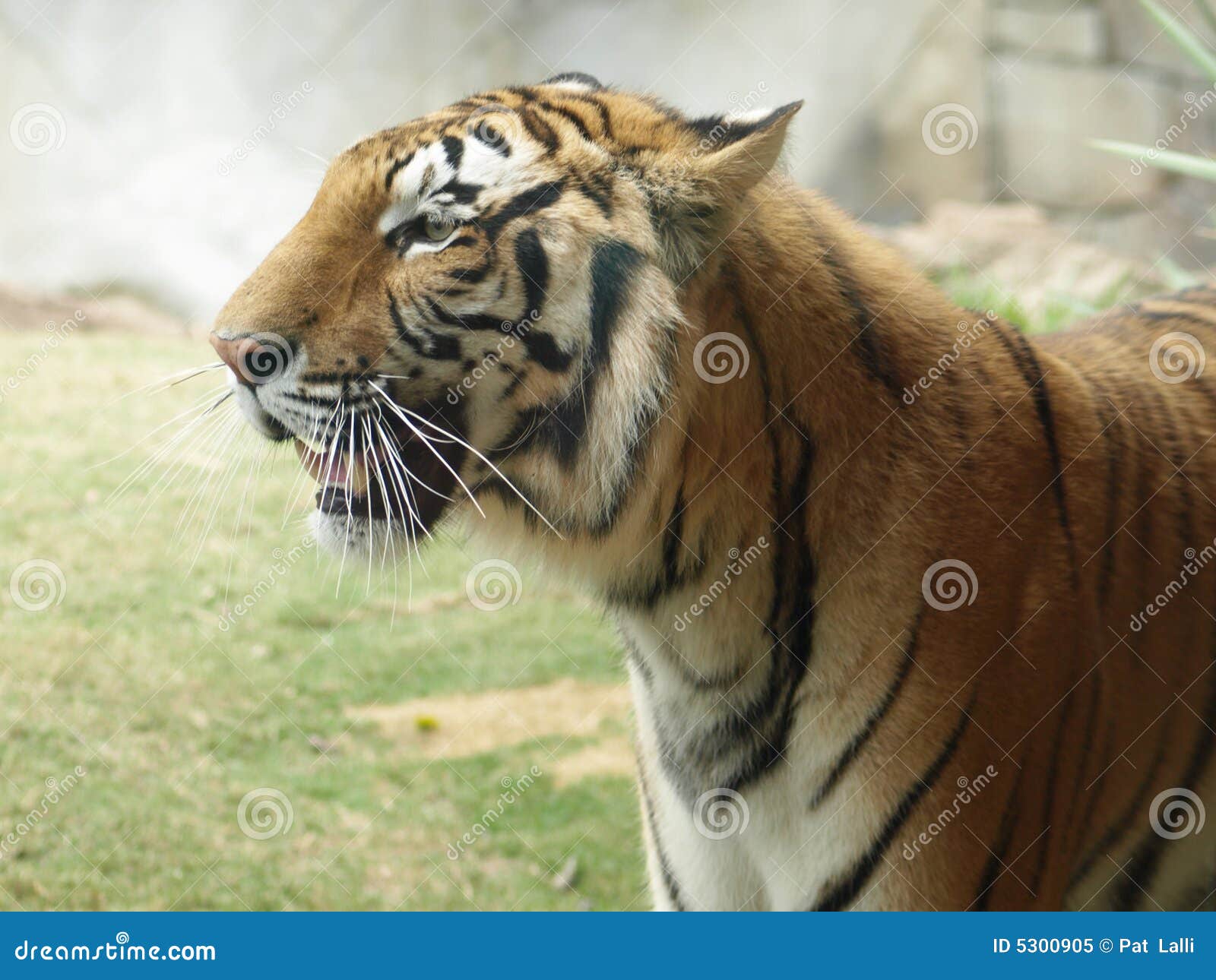 Tiger close up facing left stock image. Image of coat - 5300905