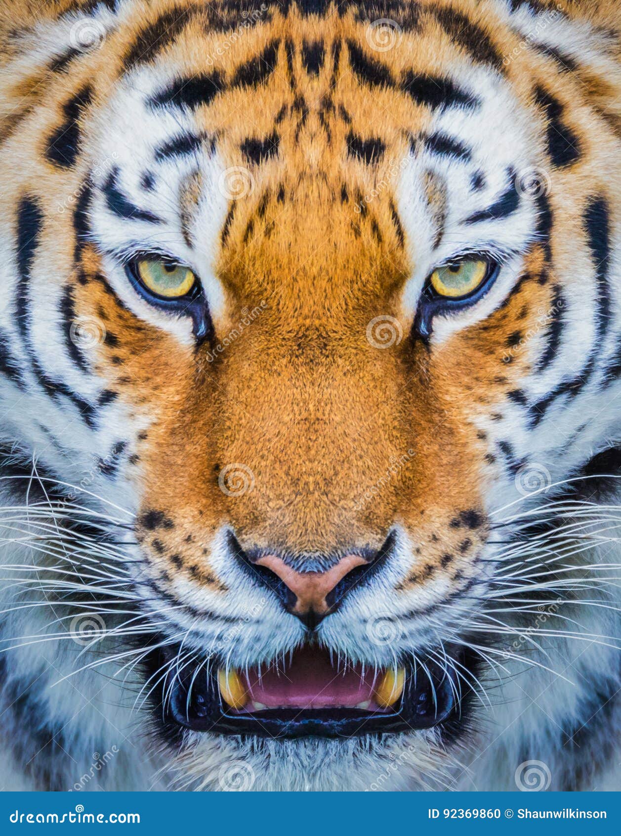 Tiger stock photo. Image of portrait, staring, forest - 92369860