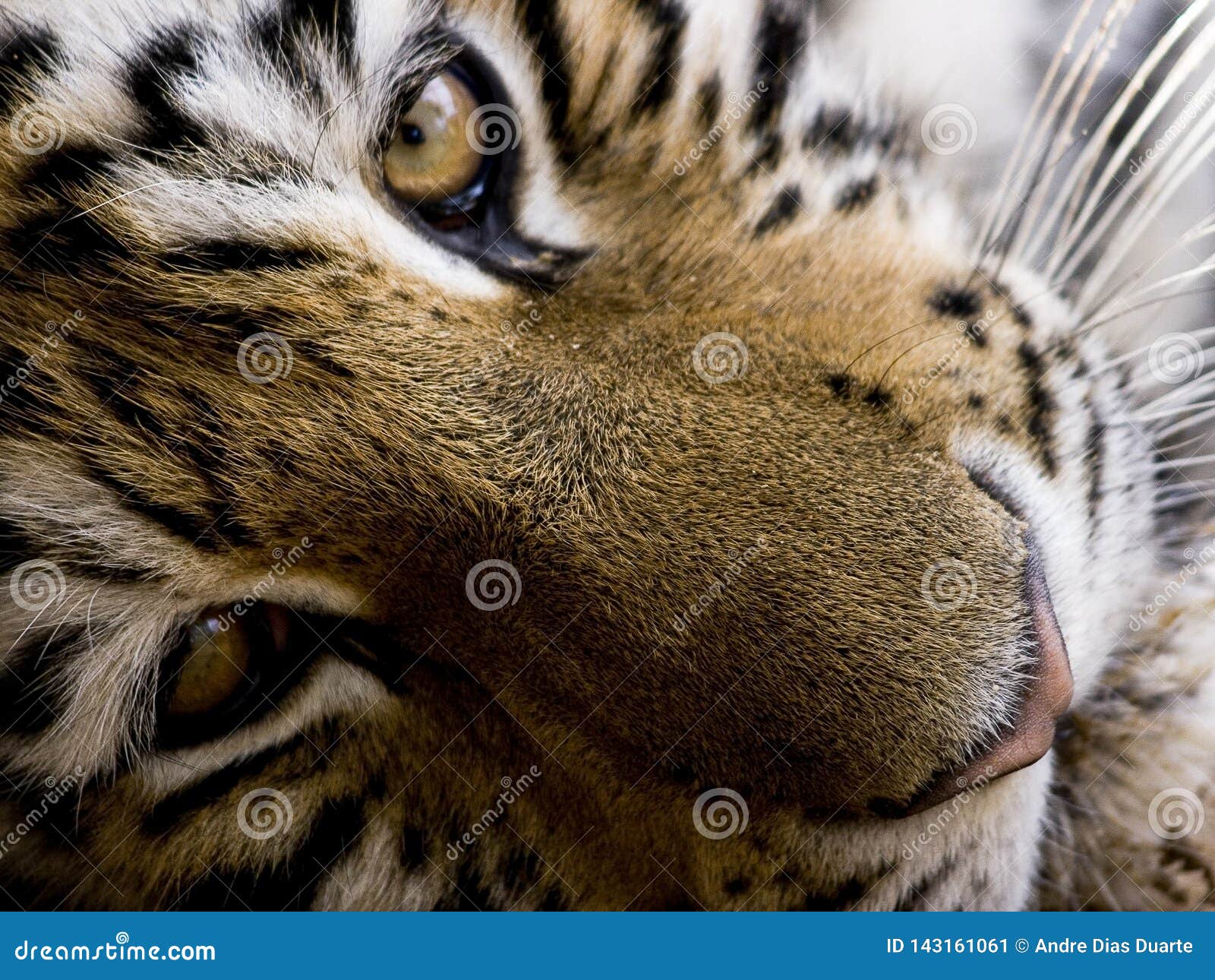 Tiger close-up portrait stock image. Image of expression - 143161061