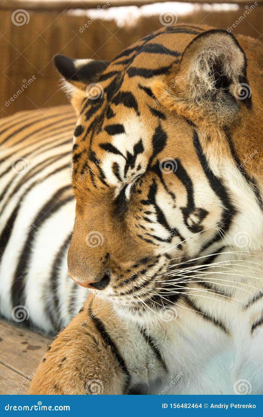 Tiger Close Up Portrait stock photo. Image of cute, color - 156482464