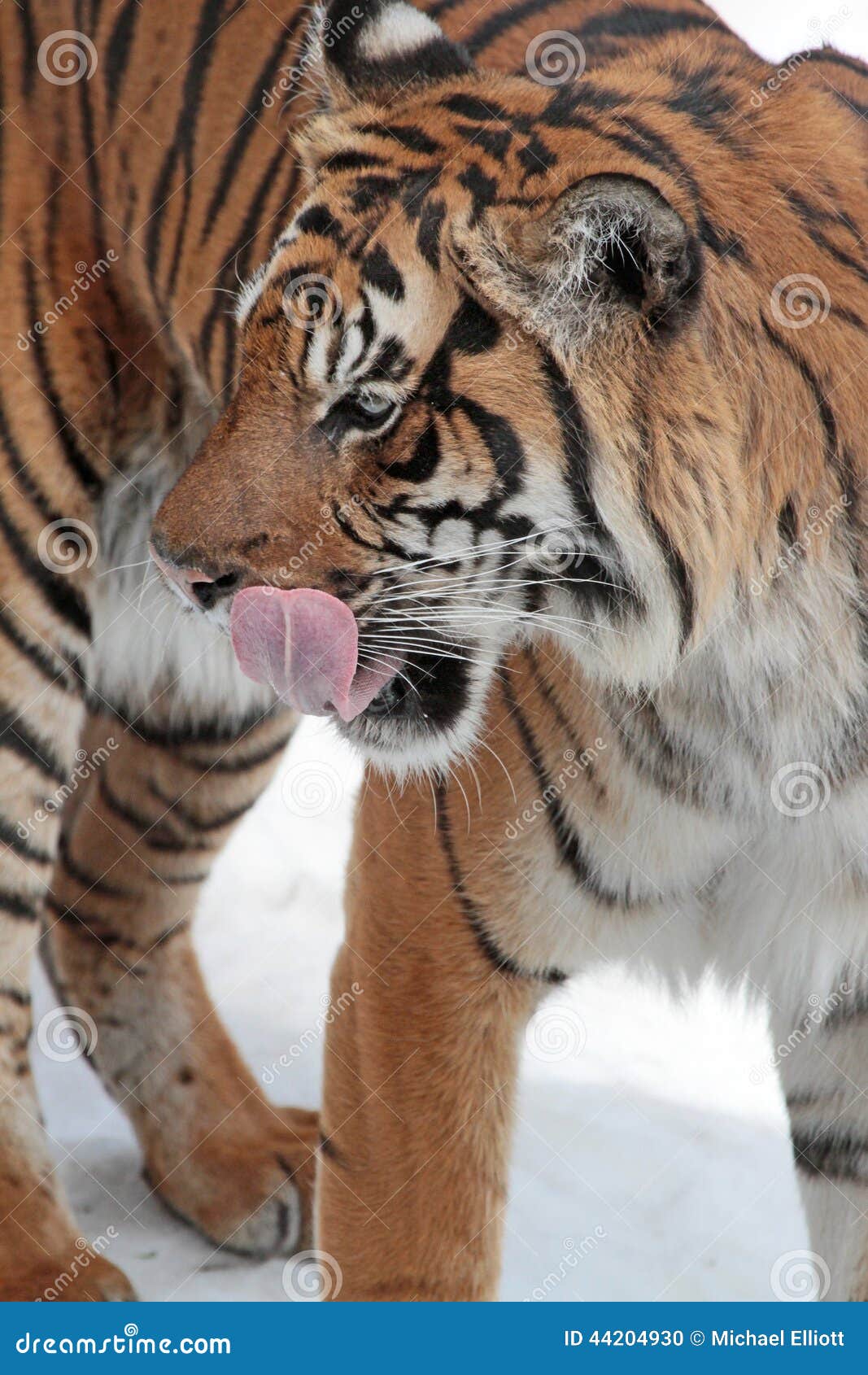 Tiger stock photo. Image of background, lapping, dramatic - 44204930