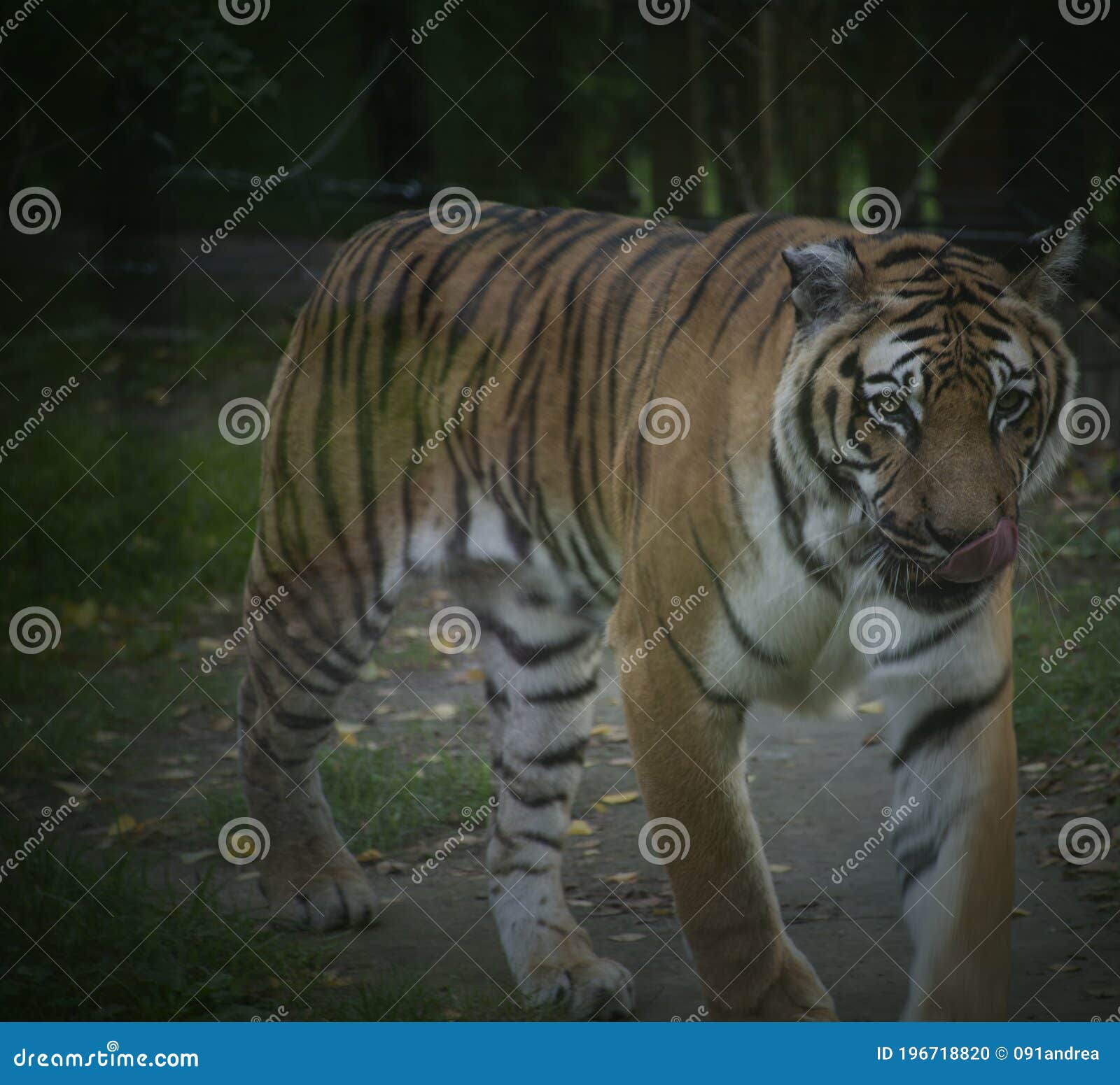 Tiger Close Up - Walking Around Stock Photo - Image of isolated ...