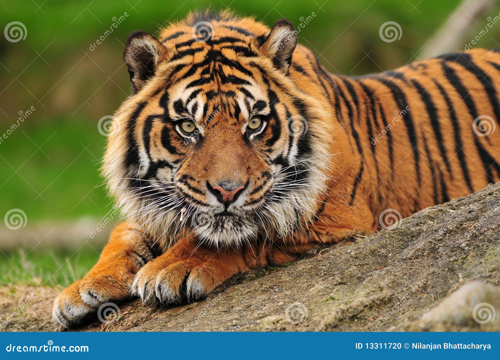 Tiger Reference Photo at Ralph Livingston blog