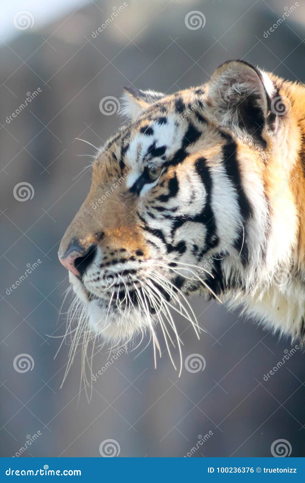 Tiger stock photo. Image of nose, whiskers, tiger, felidae - 100236376