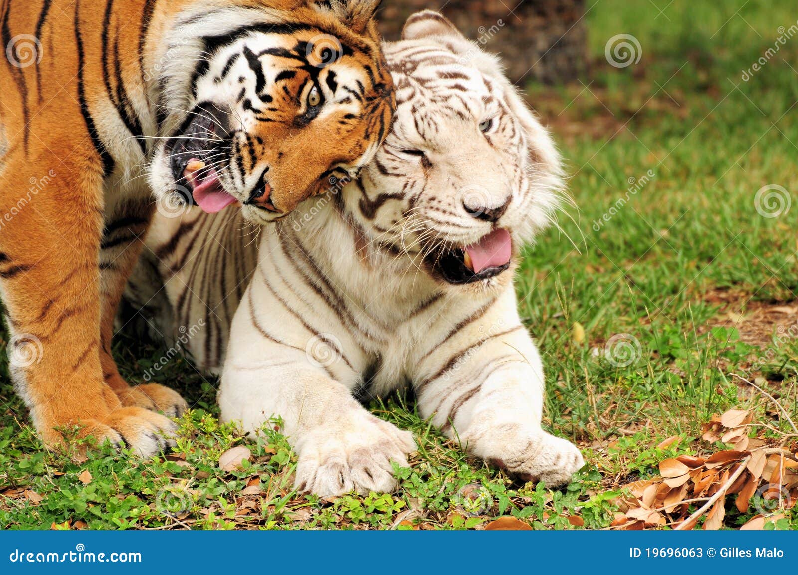 Tiger, Color Blindness Love Stock Image - Image of beautiful, natural ...