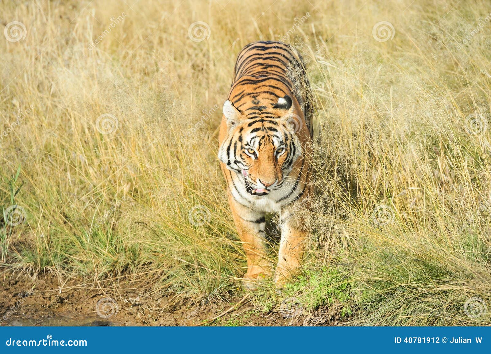 Tiger Coming Out of the Grass Stock Photo - Image of extinct, jungle ...