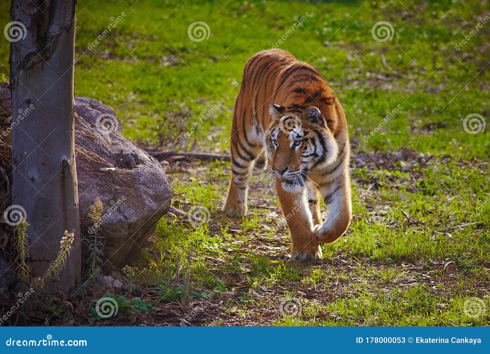 Tiger Coming Towards Camera Stock Image - Image of camera, lion: 178000053