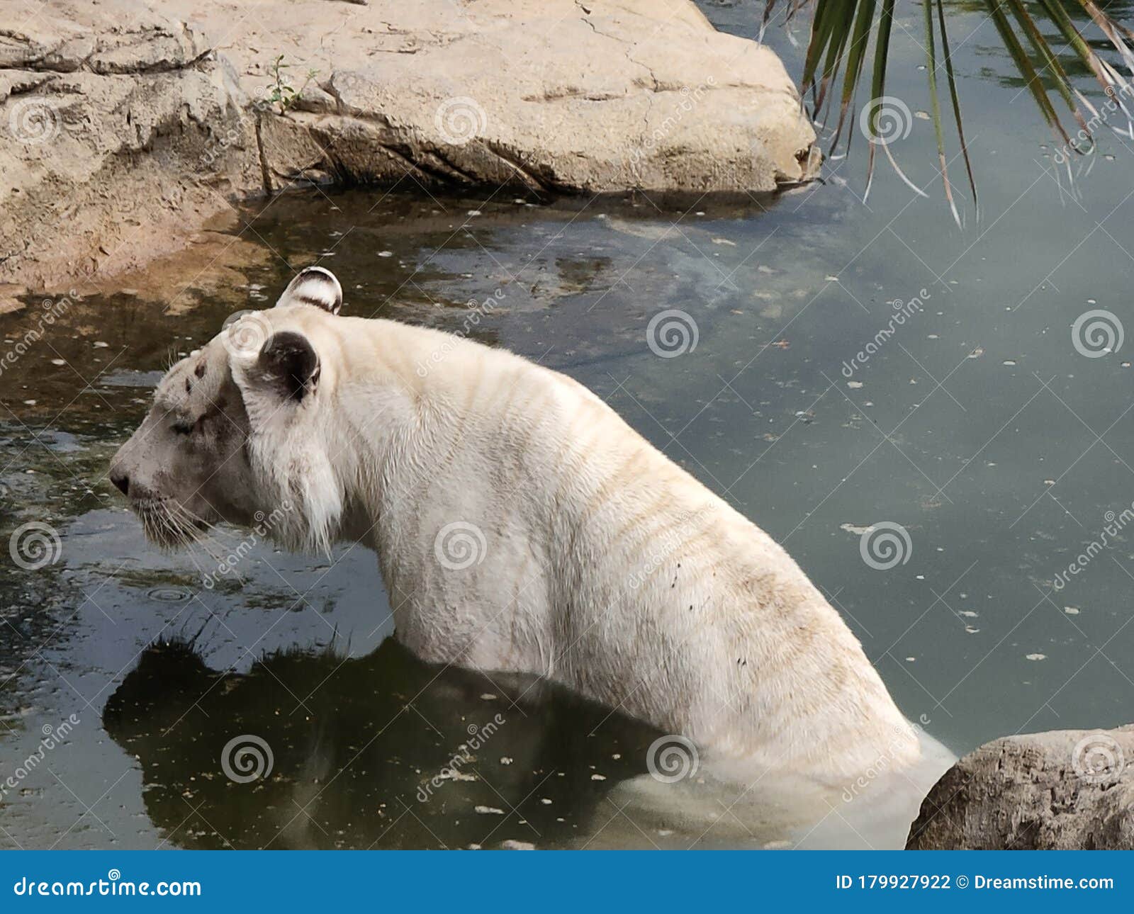 Tiger cooling down stock photo. Image of cooling, animal - 179927922