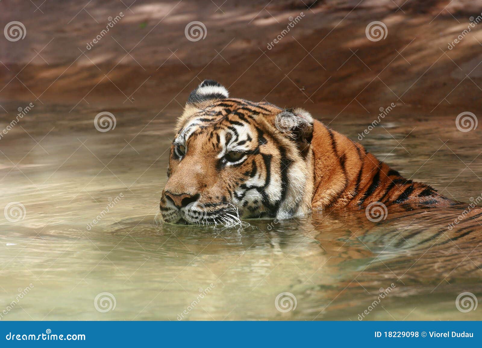 Tiger cooling in water stock photo. Image of tiger, animal - 18229098