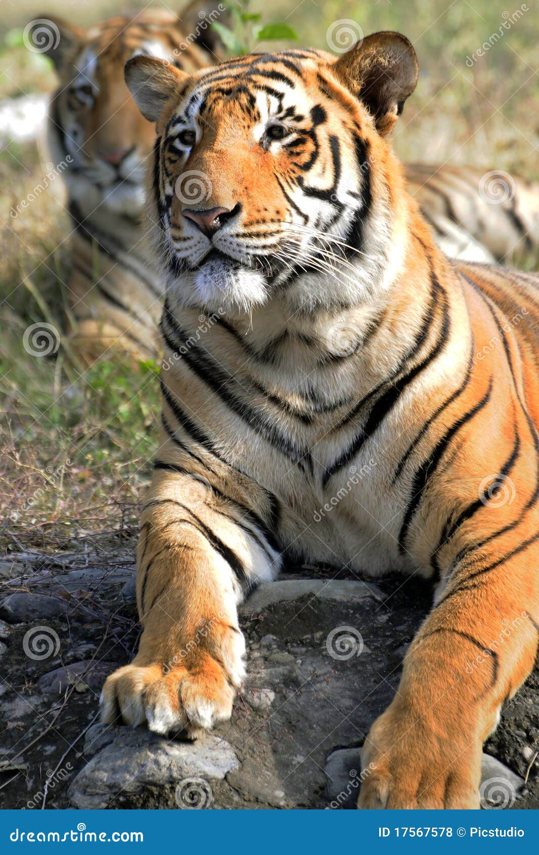 Tiger couple stock photo. Image of animal, spots, wildlife - 17567578