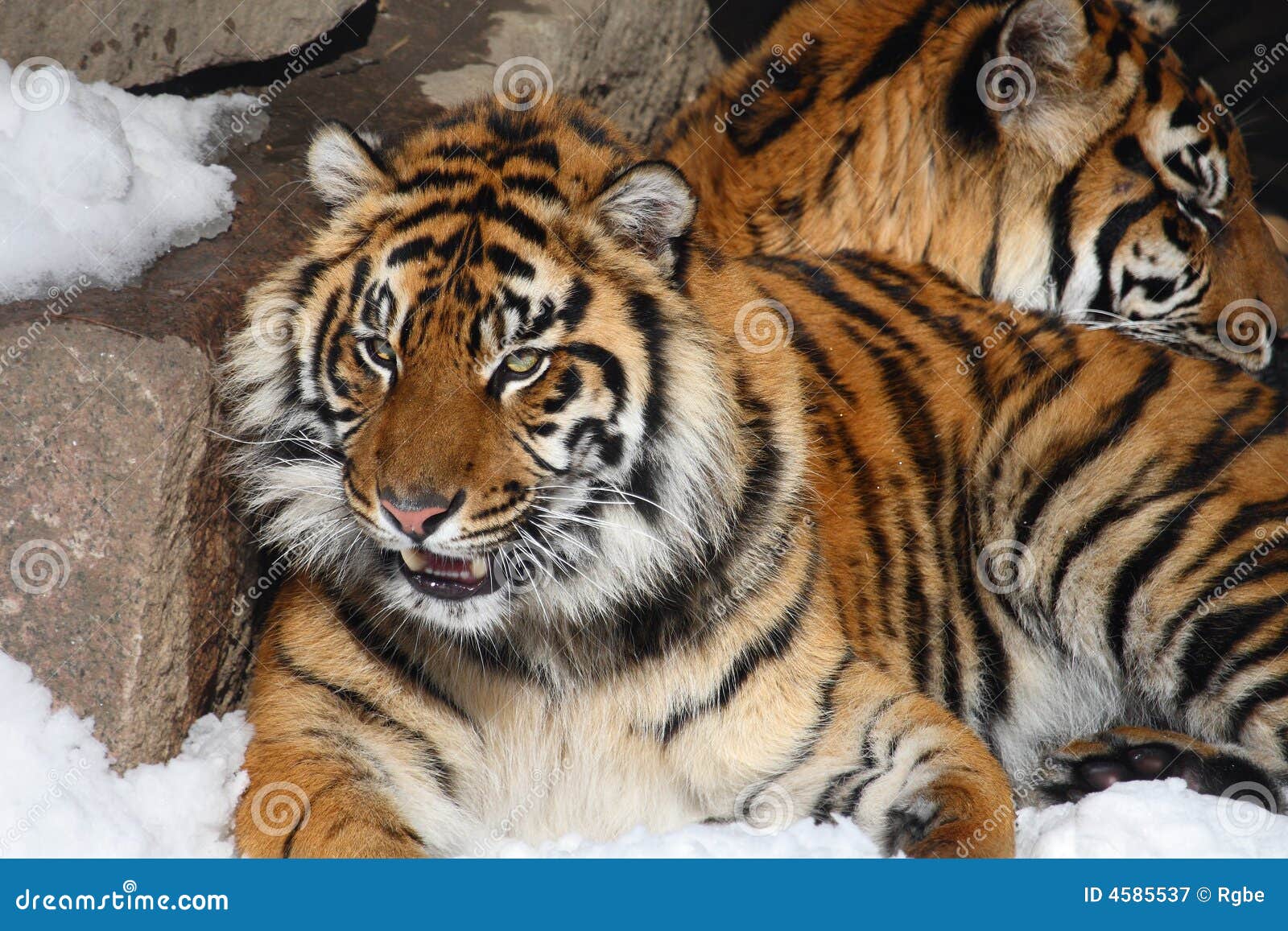 Tiger couple stock image. Image of nature, animal, winter - 4585537