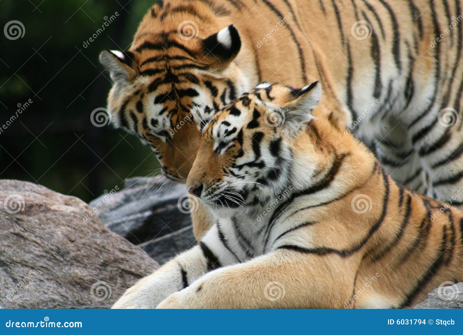 Tiger Couple stock photo. Image of siberian, tigris, black - 6031794