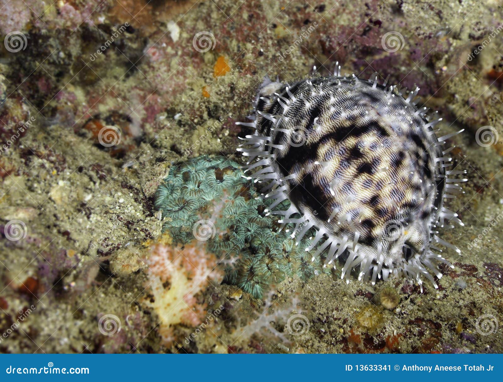 Tiger Cowrie (Cypraea Tigris) Stock Image - Image of cypraea, mantle ...