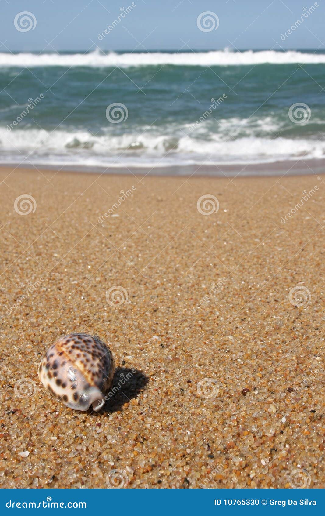 Tiger Cowrie Shell stock photo. Image of golden, shore - 10765330