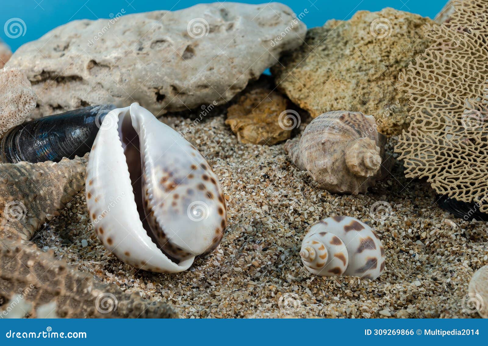 Tiger Cowrie Shell on the Sand Underwater Stock Photo - Image of ...
